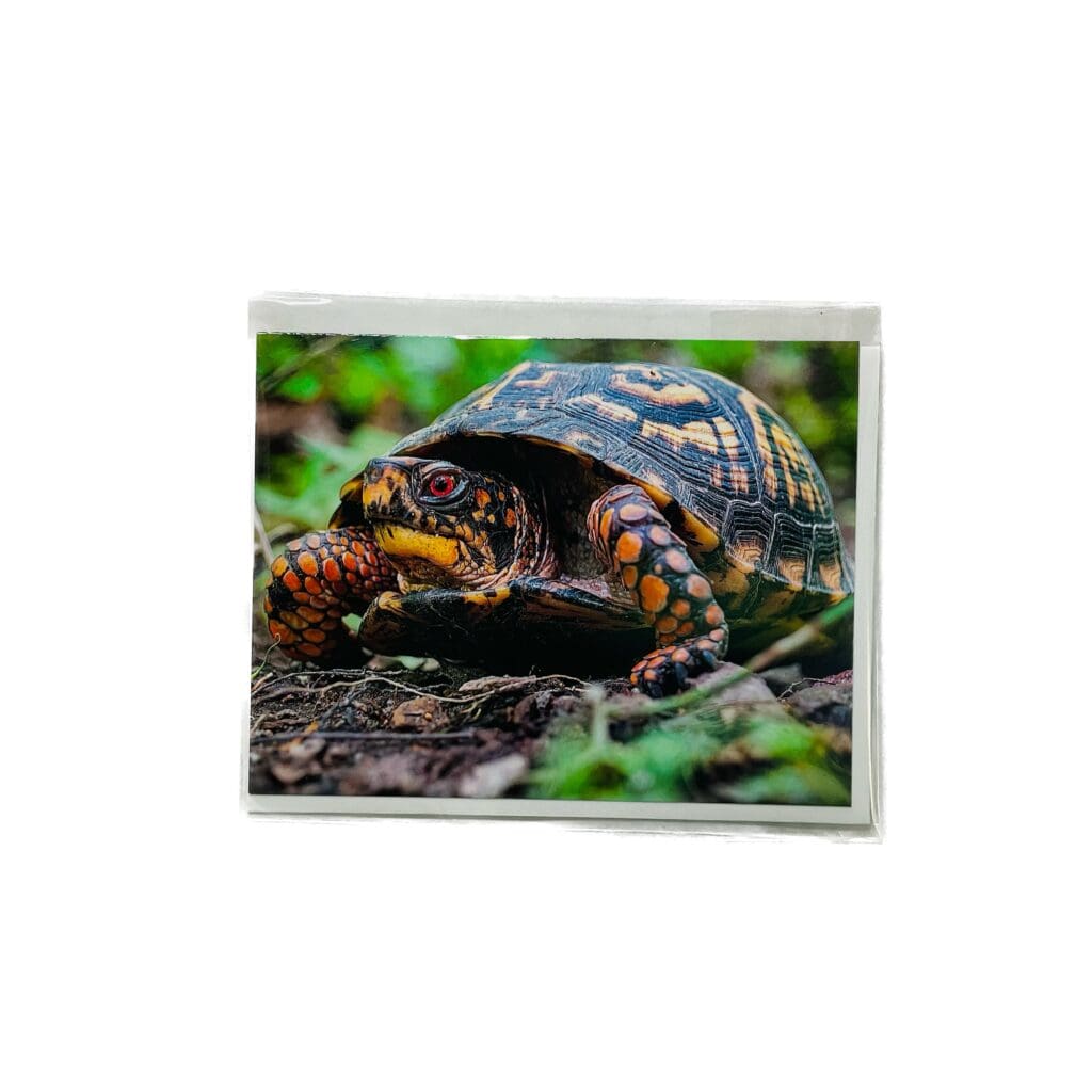 Box Turtle Card by Shell Ette - Danbury Country Store
